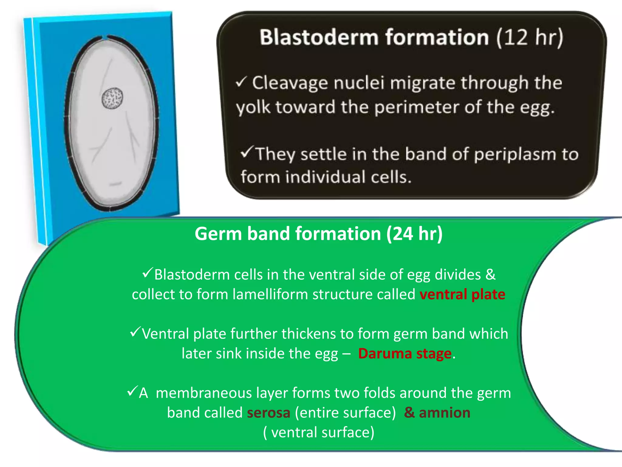 Embryogenesis in silkworms | PPT