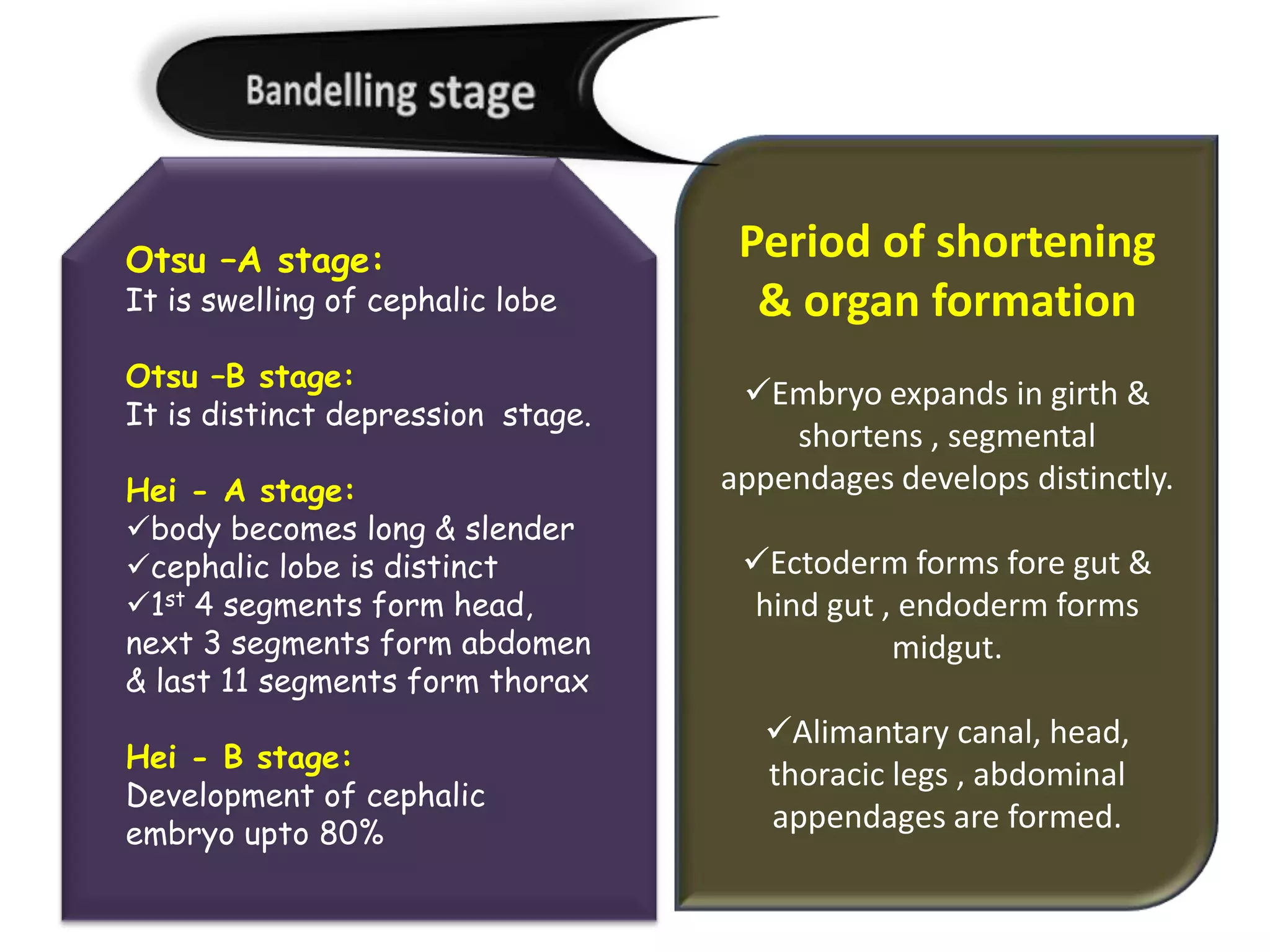 Embryogenesis in silkworms | PPT
