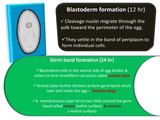 Embryogenesis in silkworms | PPT