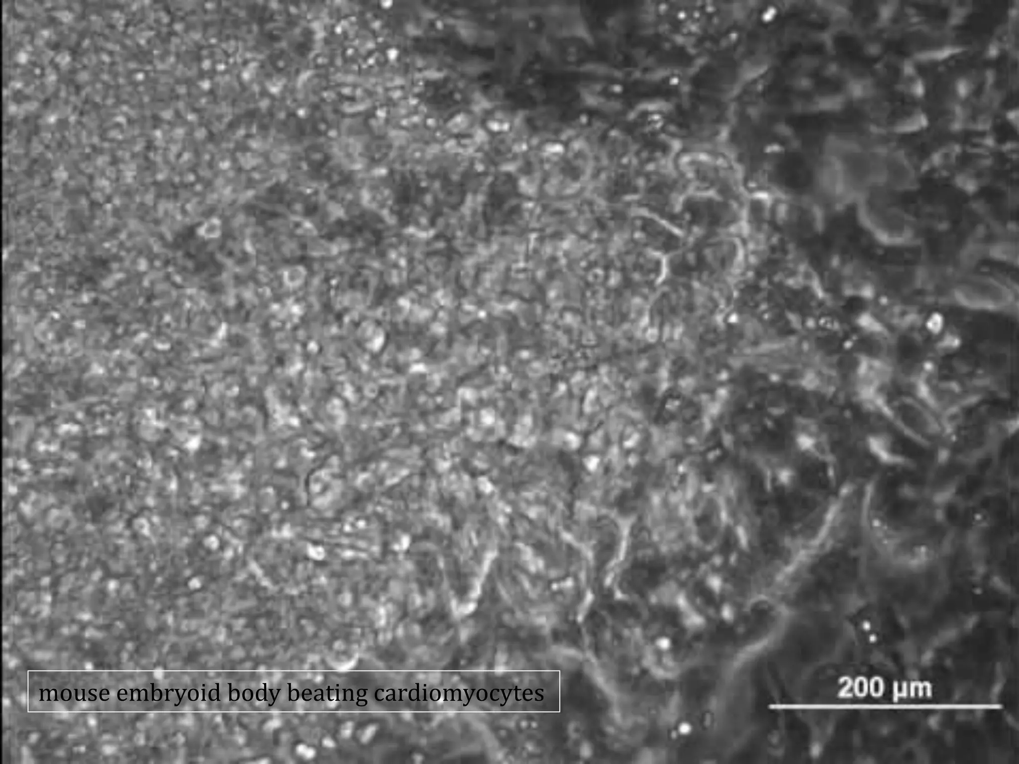 Embryoid body formation | PPT