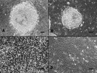 Embryoid body formation | PPTX
