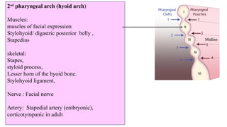 embryology second grade bds baghdad university | PPTX