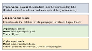 embryology second grade bds baghdad university | PPTX