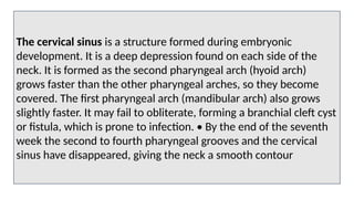 embryology second grade bds baghdad university | PPTX