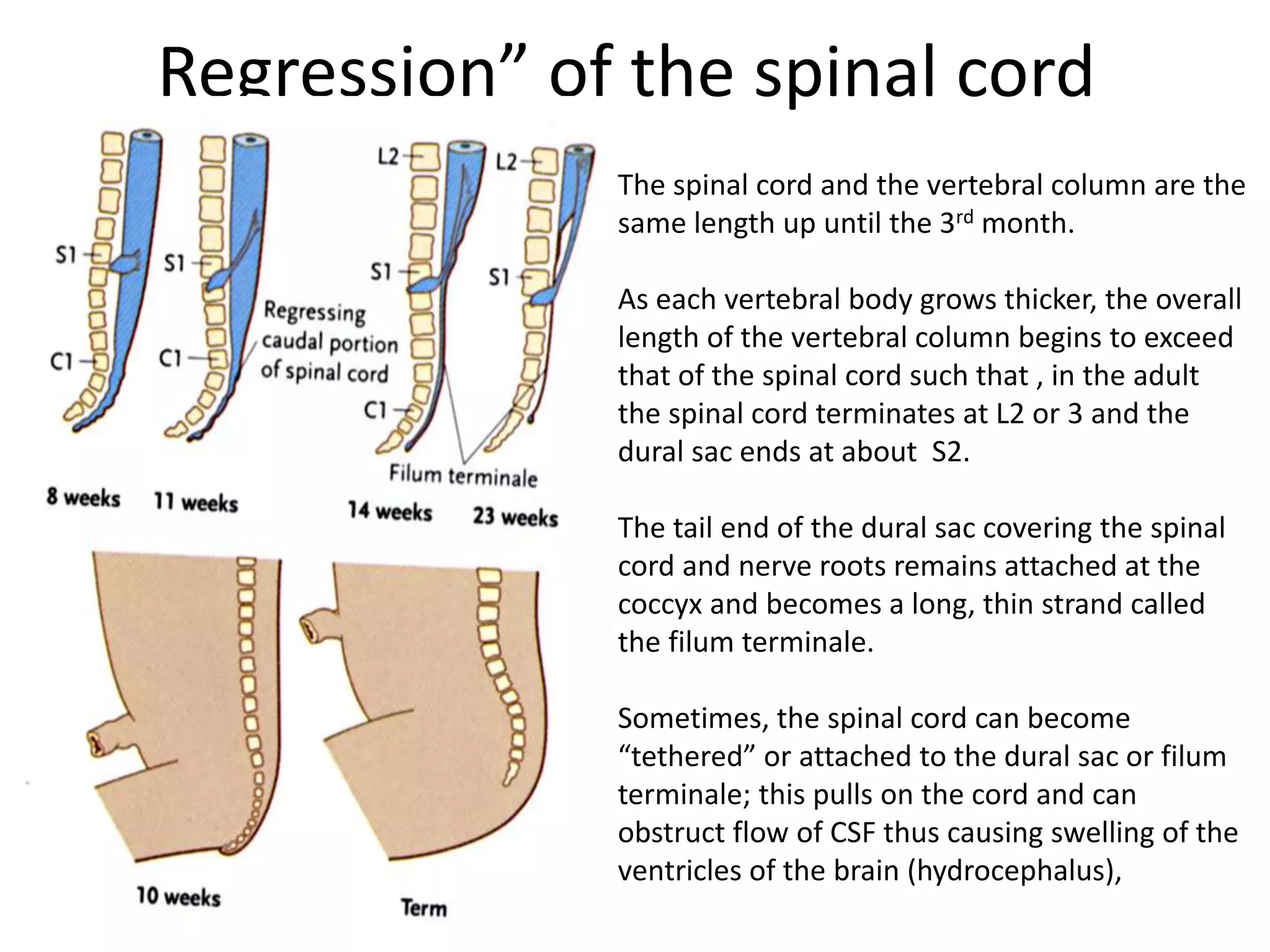 Embryological development of the nervous system and special | PPTX