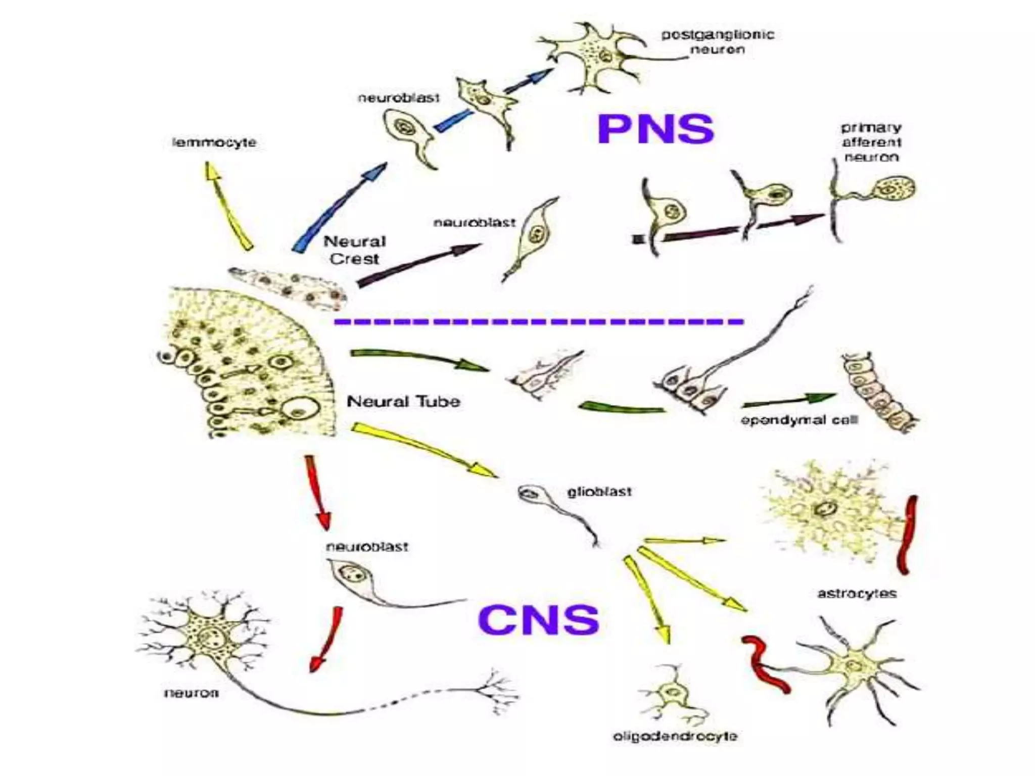 Embryological development of the nervous system and special | PPTX