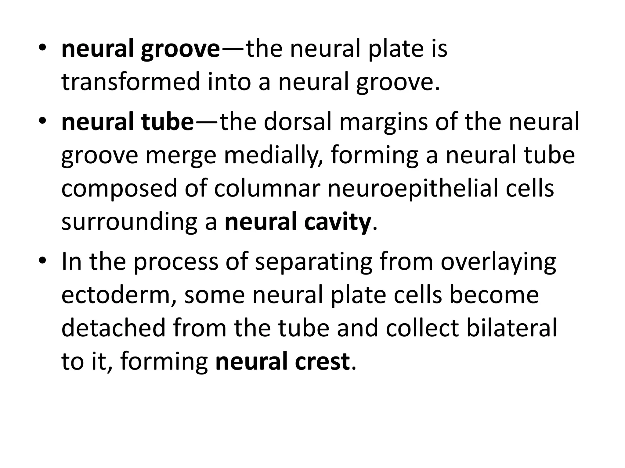 Embryological development of the nervous system and special | PPTX