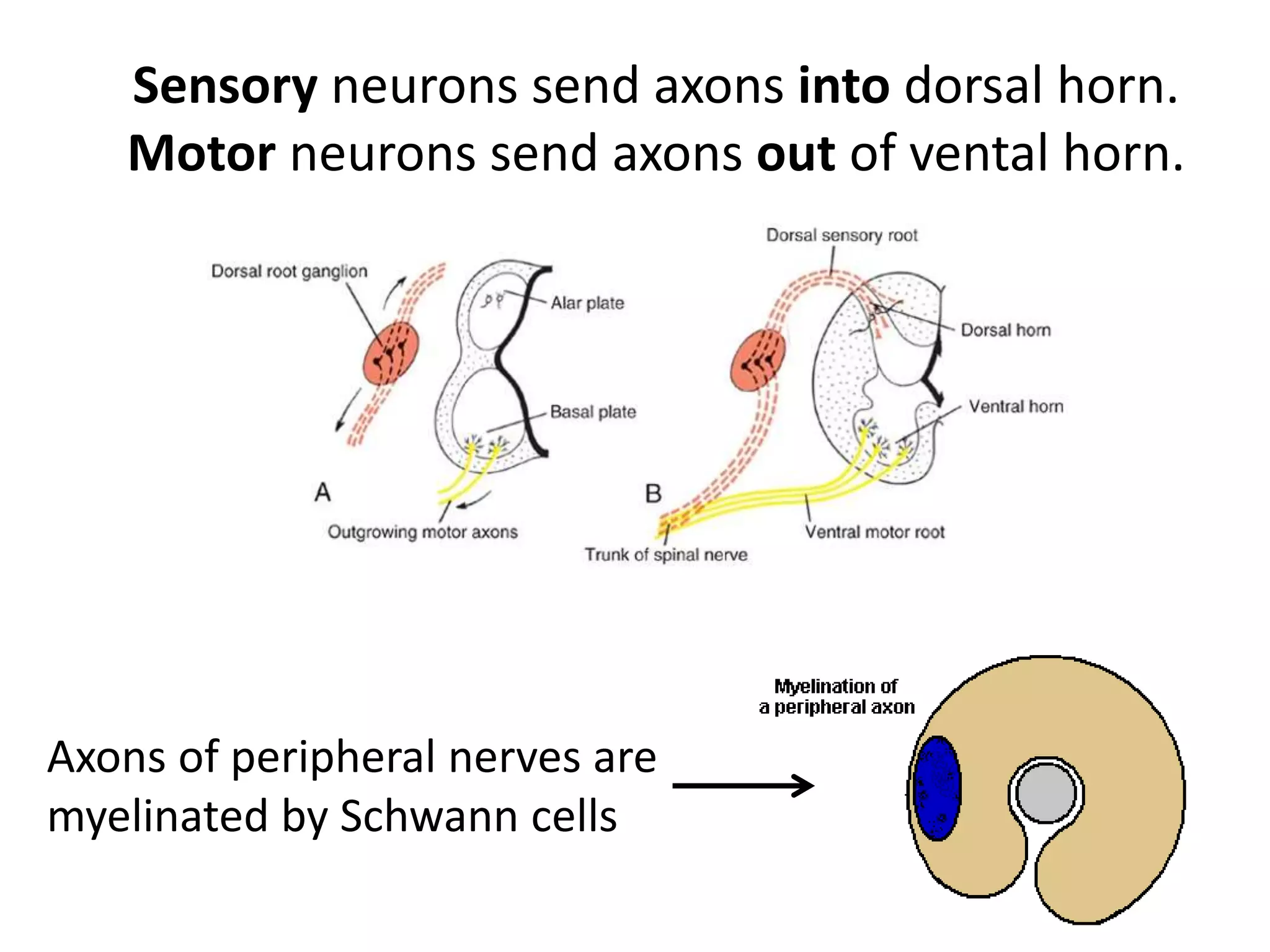 Embryological development of the nervous system and special | PPTX