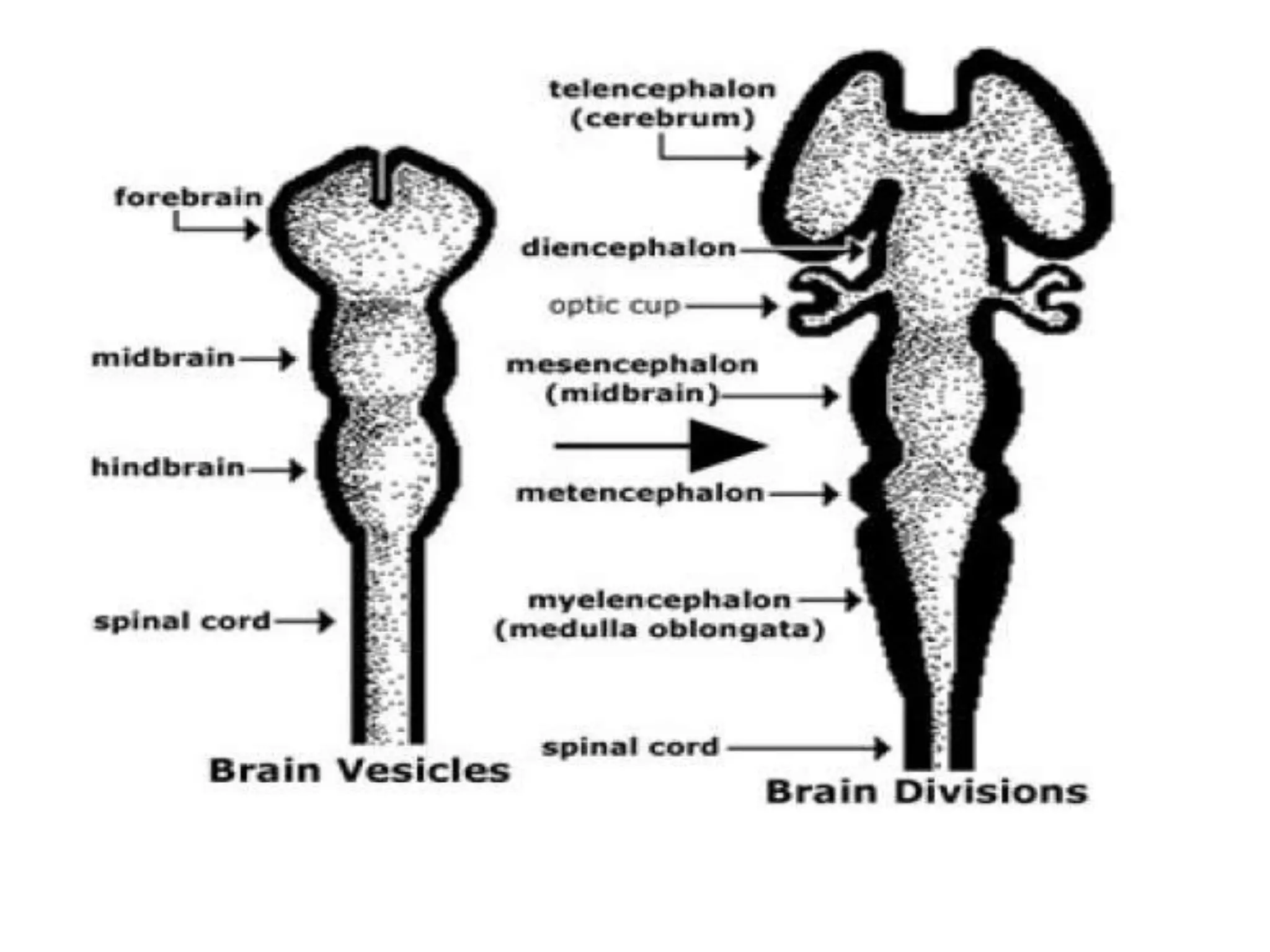 Embryological development of the nervous system and special | PPTX