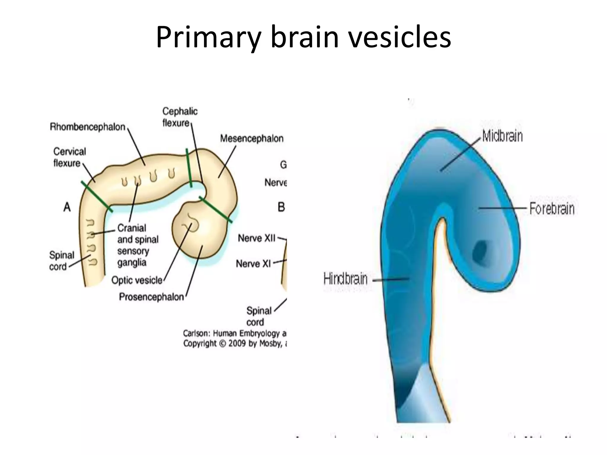 Embryological development of the nervous system and special | PPTX