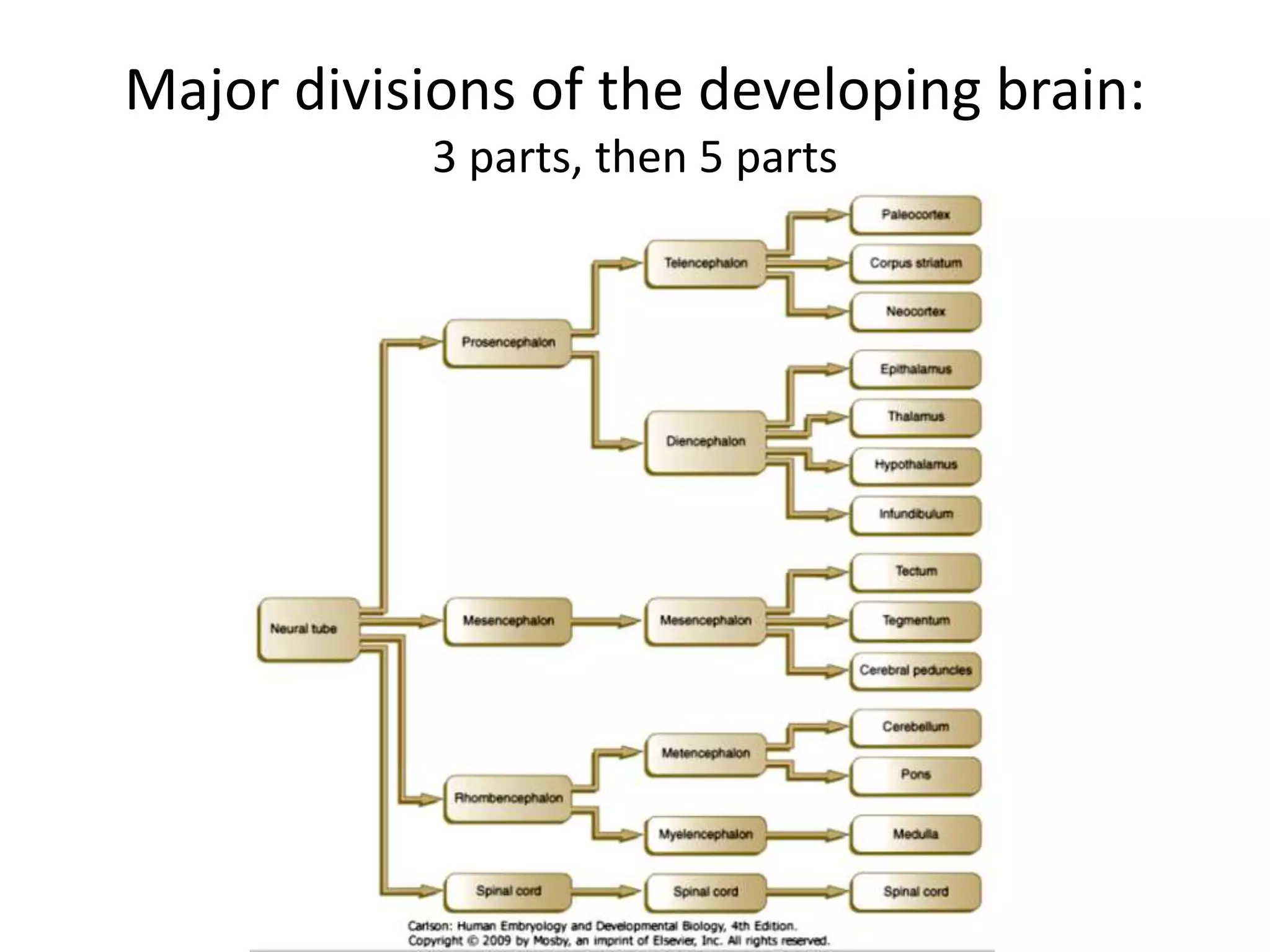 Embryological development of the nervous system and special | PPTX