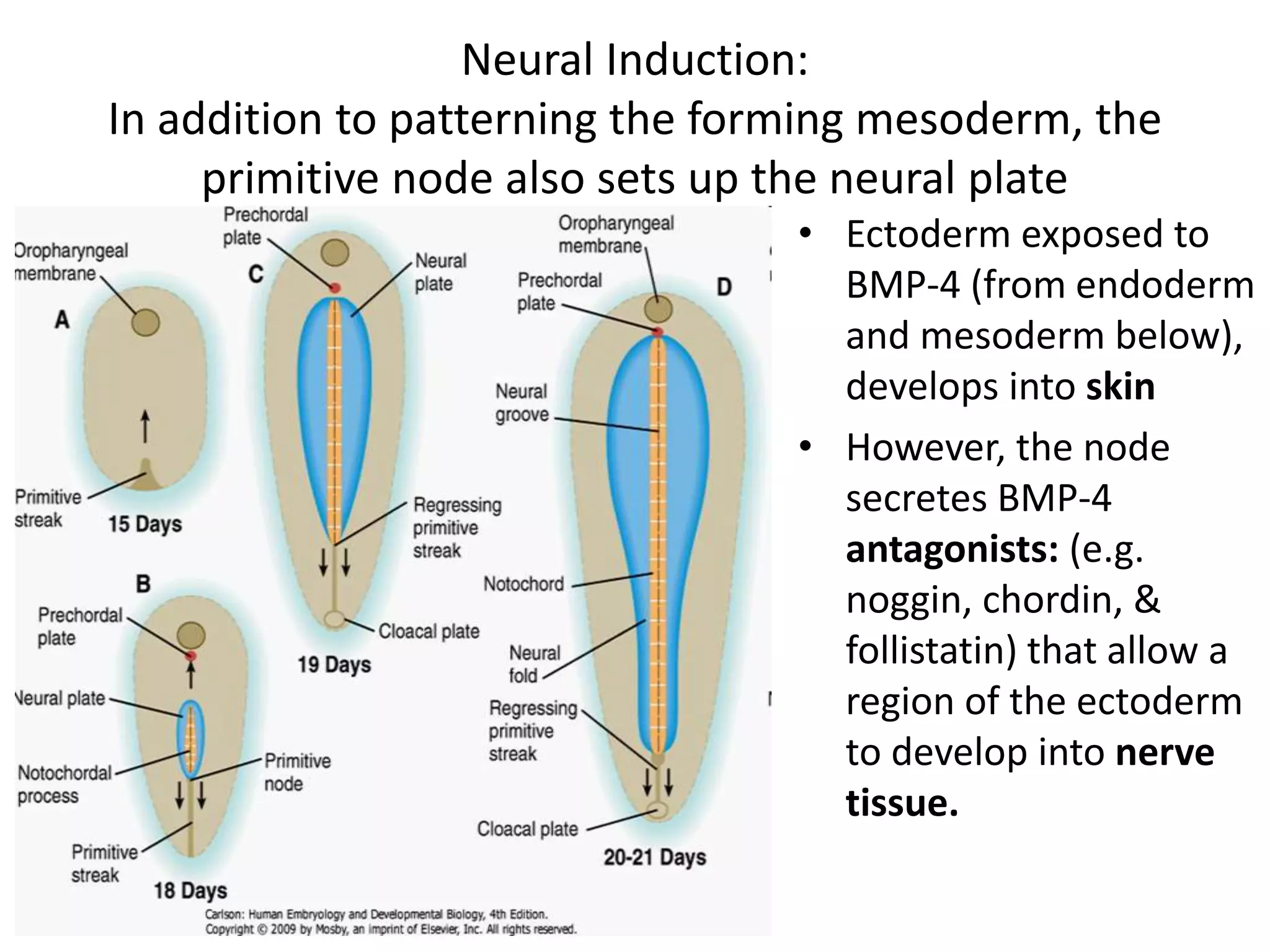 Embryological development of the nervous system and special | PPTX