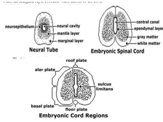 Embryological development of the nervous system and special | PPTX