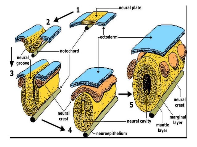 Embryological development of the nervous system and special | PPTX