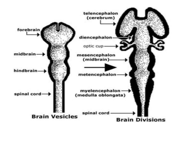 Embryological development of the nervous system and special | PPTX
