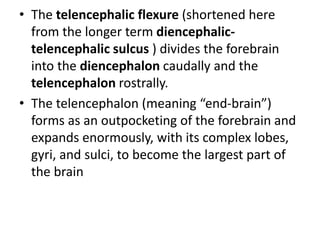 Embryological development of the nervous system and special | PPTX