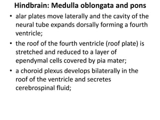 Embryological development of the nervous system and special | PPTX