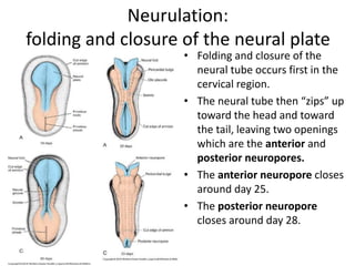 Embryological development of the nervous system and special | PPTX