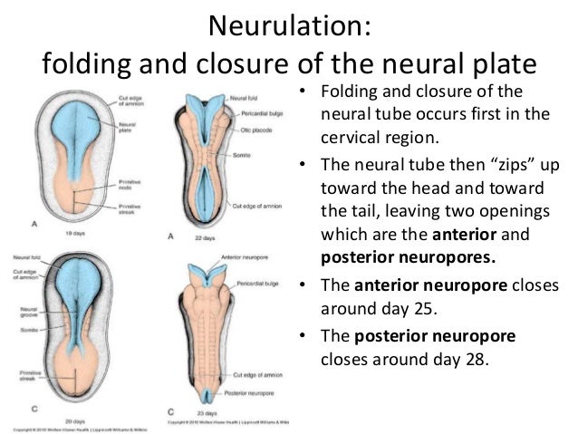 Embryological development of the nervous system and special