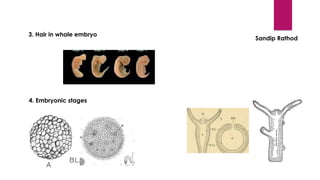 Embryological Evidences.pdf