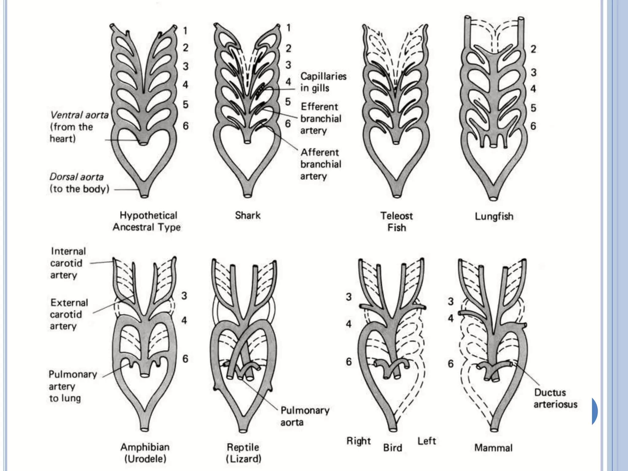 Embryological and physiological evidences of evolution | PPTX