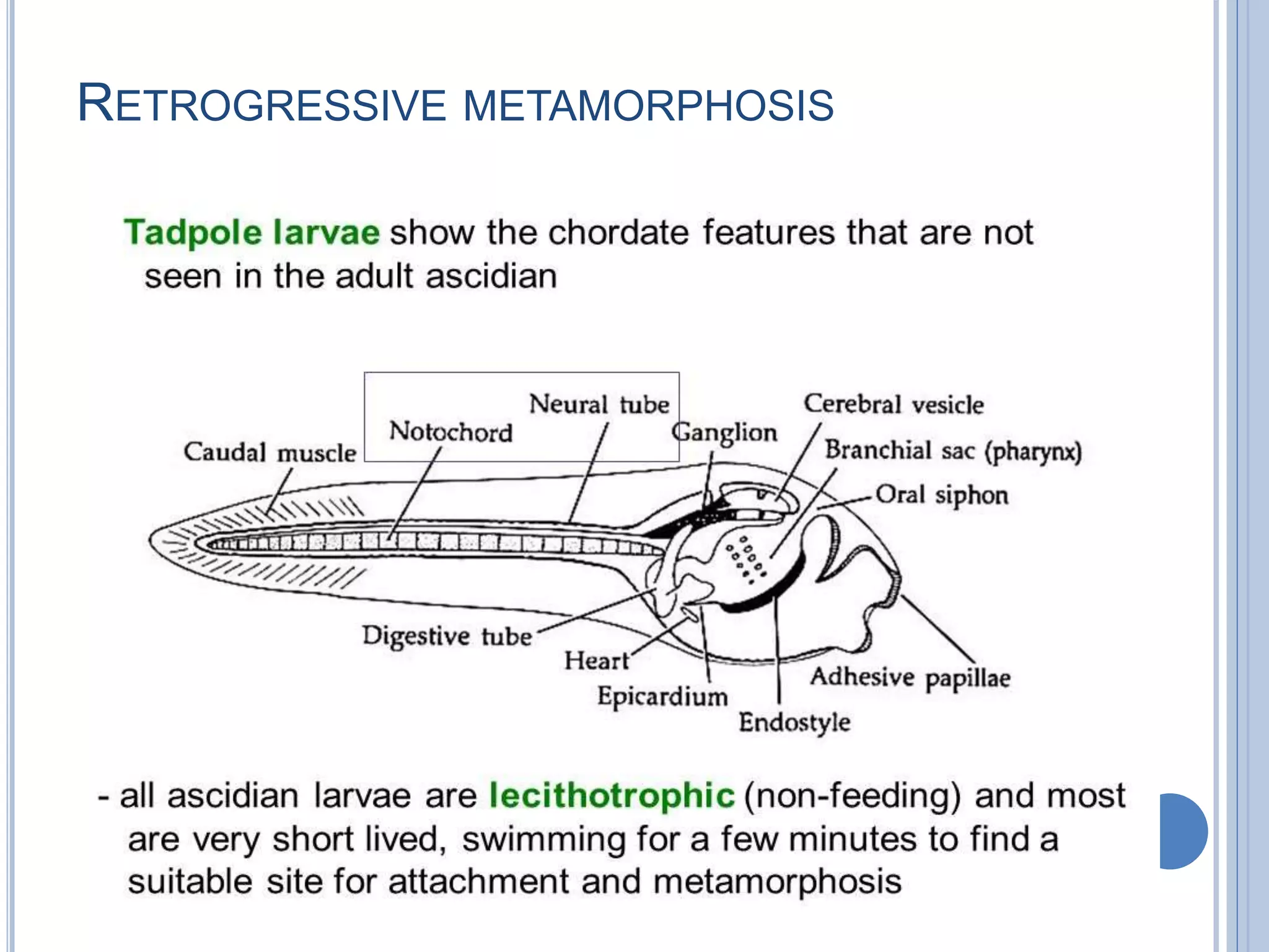 Embryological and physiological evidences of evolution | PPTX