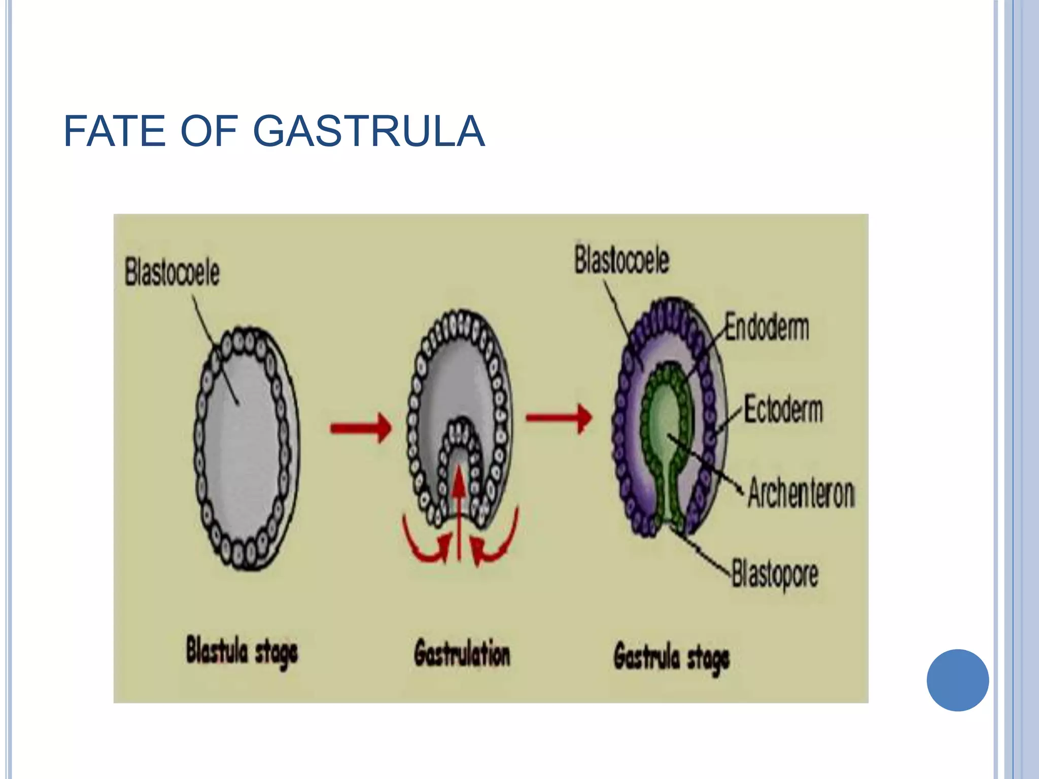 Embryological and physiological evidences of evolution | PPTX