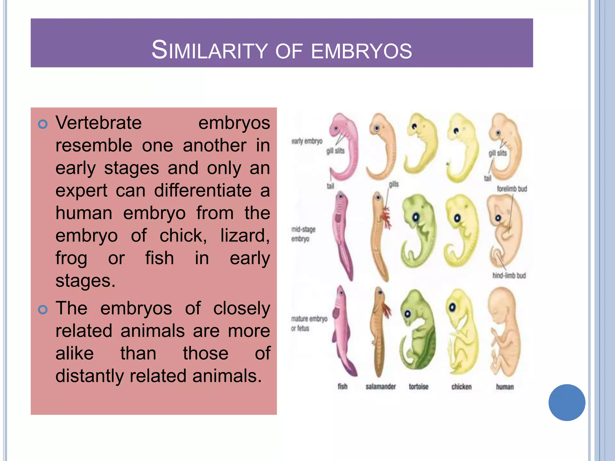 Embryological and physiological evidences of evolution | PPTX