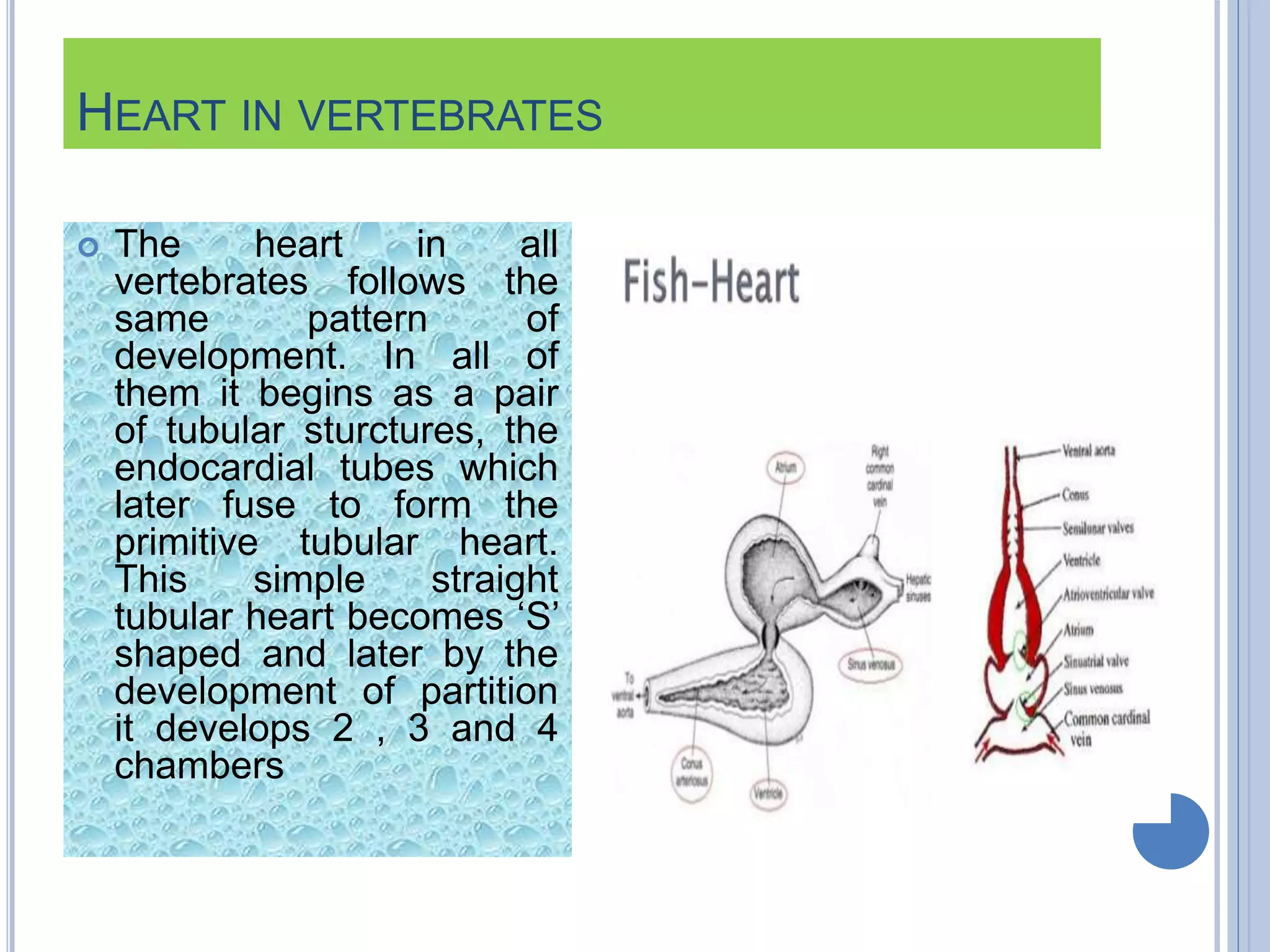 Embryological and physiological evidences of evolution | PPTX