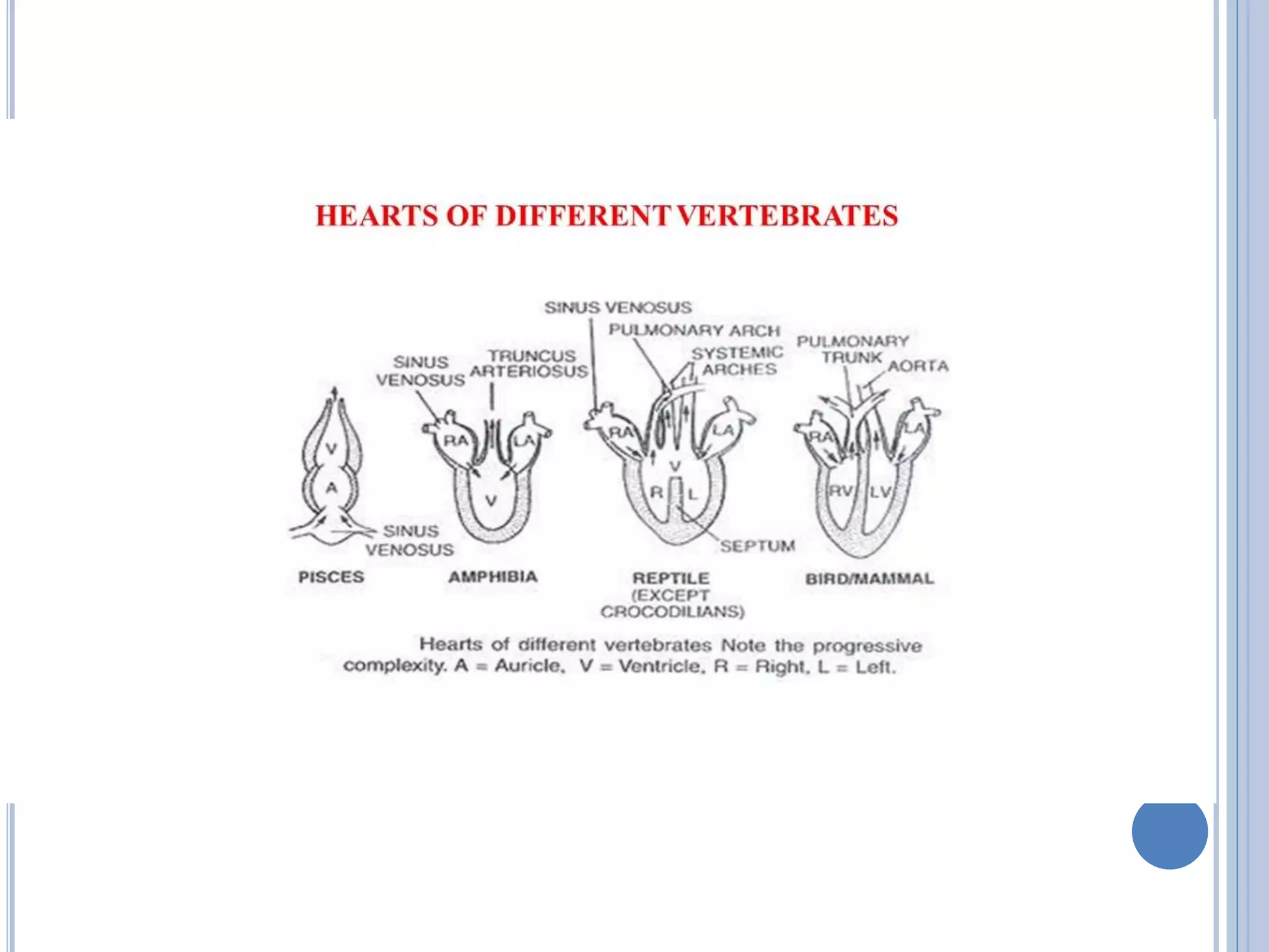 Embryological and physiological evidences of evolution | PPTX