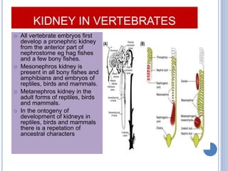 Embryological and physiological evidences of evolution | PPTX ...