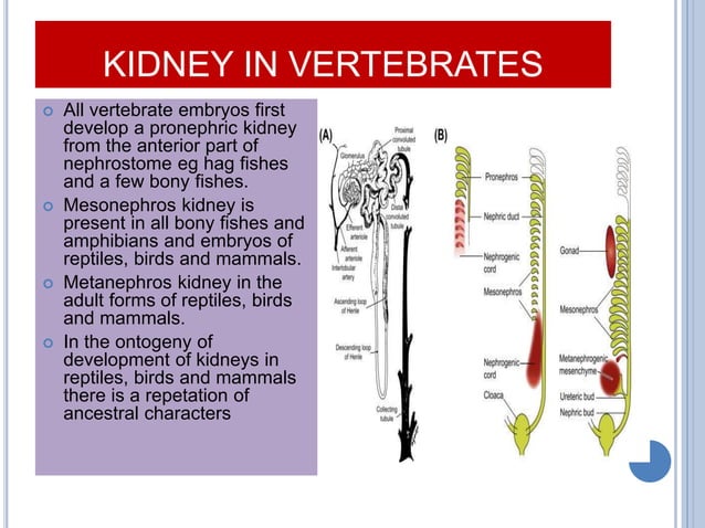 Embryological and physiological evidences of evolution | PPTX ...