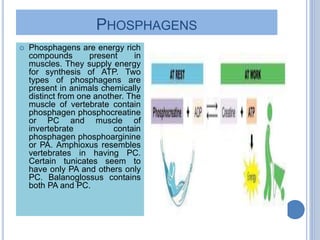 Embryological and physiological evidences of evolution | PPTX ...