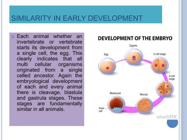 Embryological and physiological evidences of evolution | PPTX ...