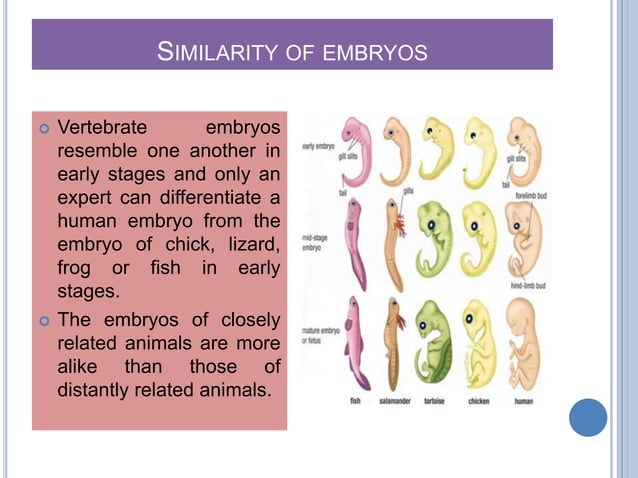Embryological and physiological evidences of evolution | PPTX ...