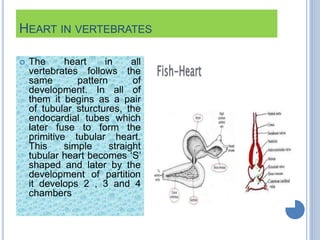 Embryological and physiological evidences of evolution | PPTX ...