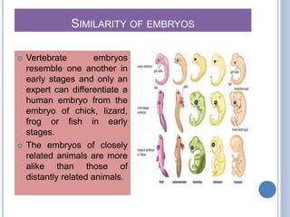 Embryological Similarities