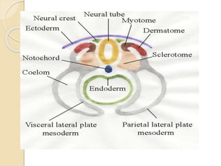 Myotome Embryology