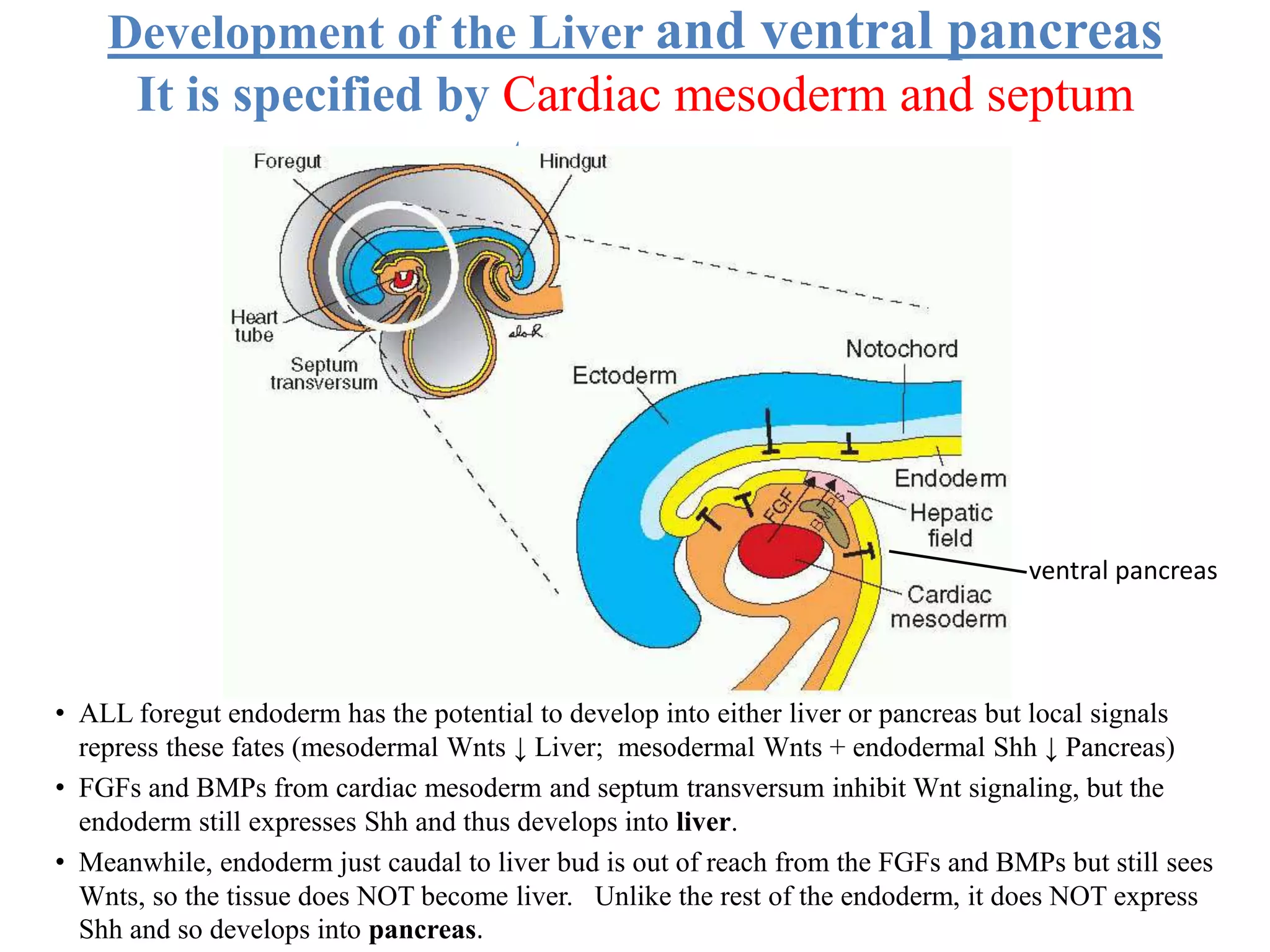 Embryologic basis of GIT malformation | PPTX