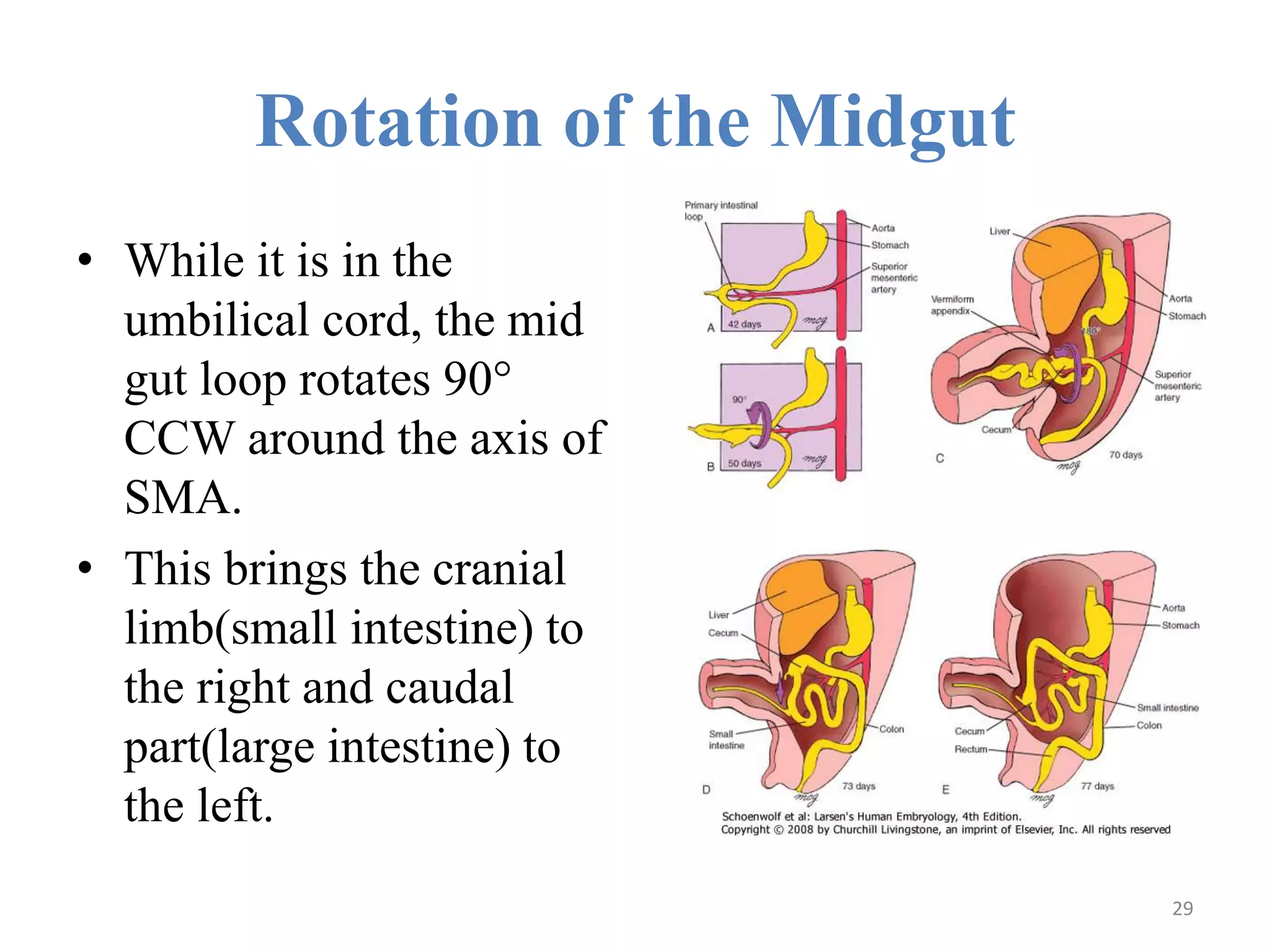 Embryologic basis of GIT malformation | PPTX