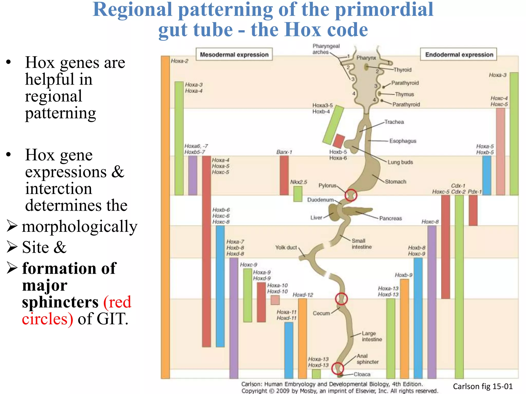 Embryologic basis of GIT malformation | PPTX