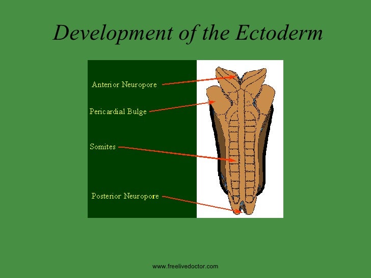 Embryology