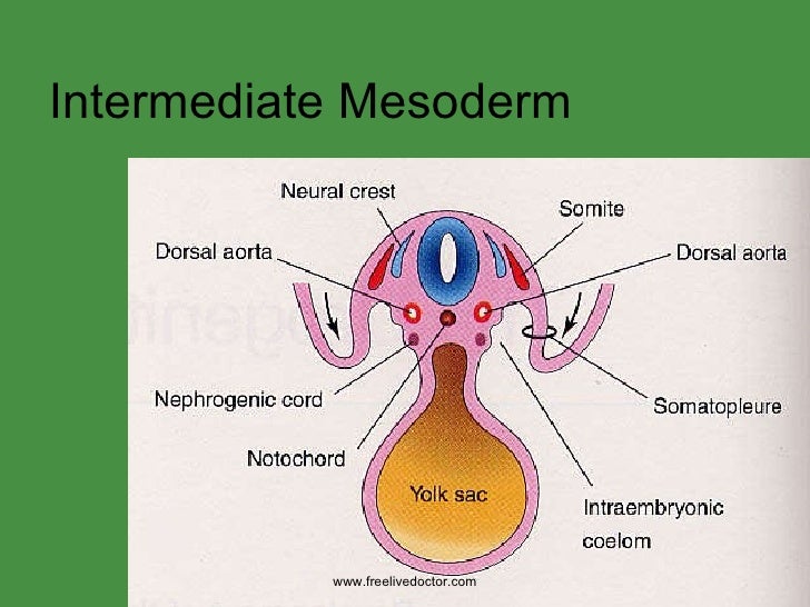 Embryology