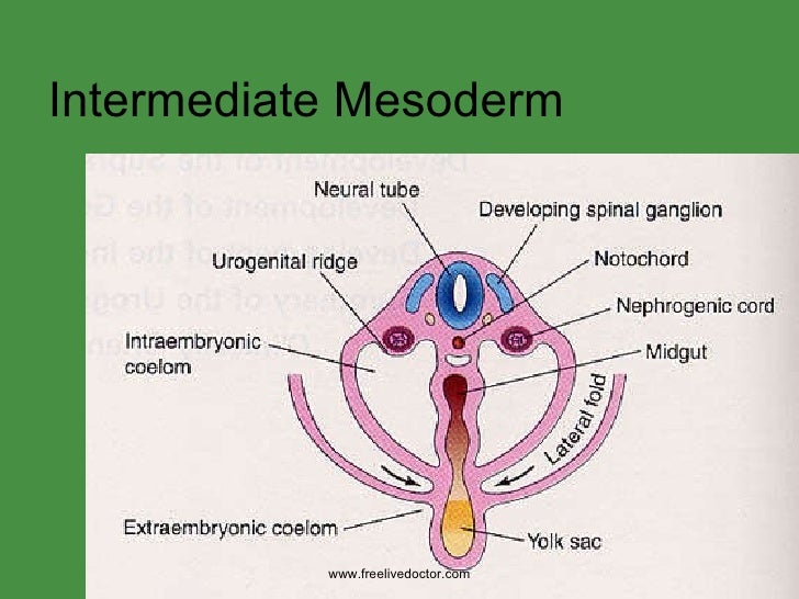 Embryology