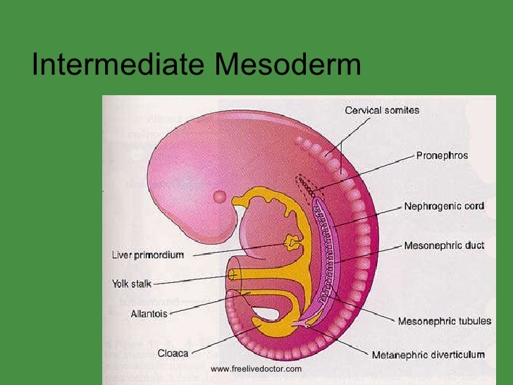 Embryology