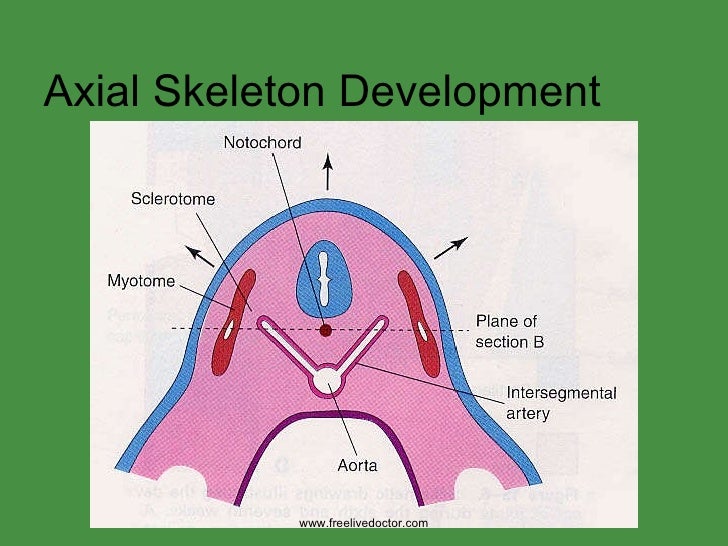 Embryology