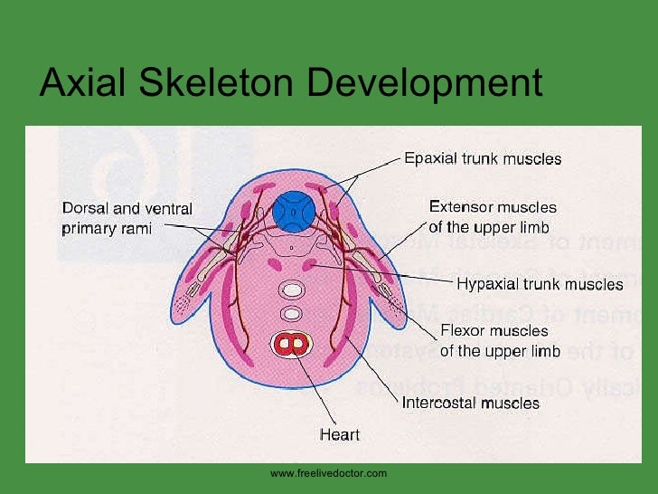 Embryology