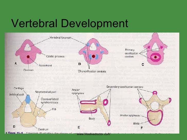 Embryology