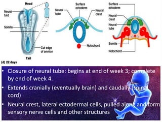 Embryology | PPTX