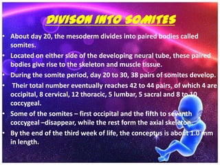 Embryology | PPTX